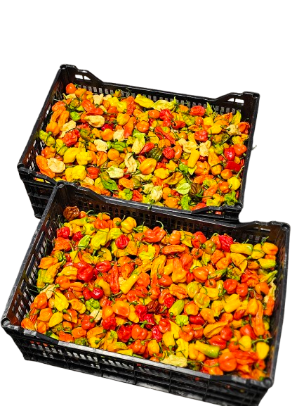 Exotic hot peppers. | Rehobth Tropical Garden